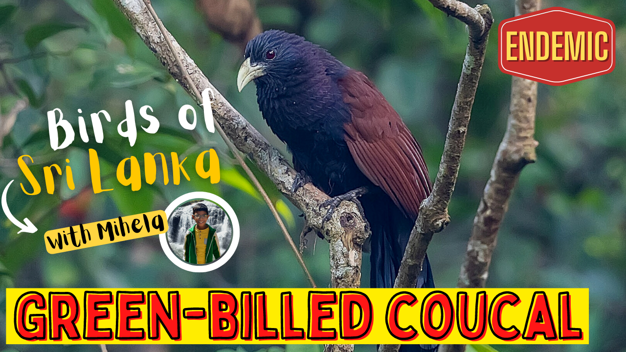 GREEN-BILLED COUCAL | බට ඇටිකුකුළා | Endemic – Birds in Sri Lanka with ...