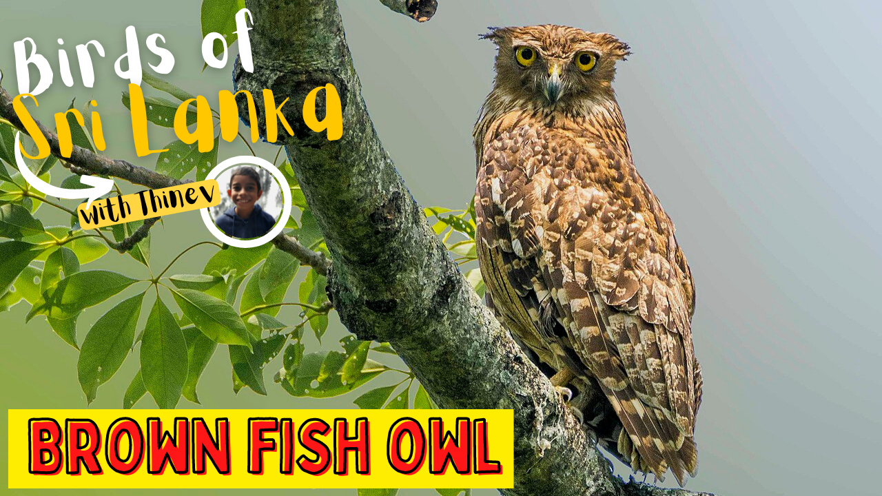 BROWN FISH OWL | බොර කෙවුල්-බකමූණා – Birds in Sri Lanka with Mihela and ...