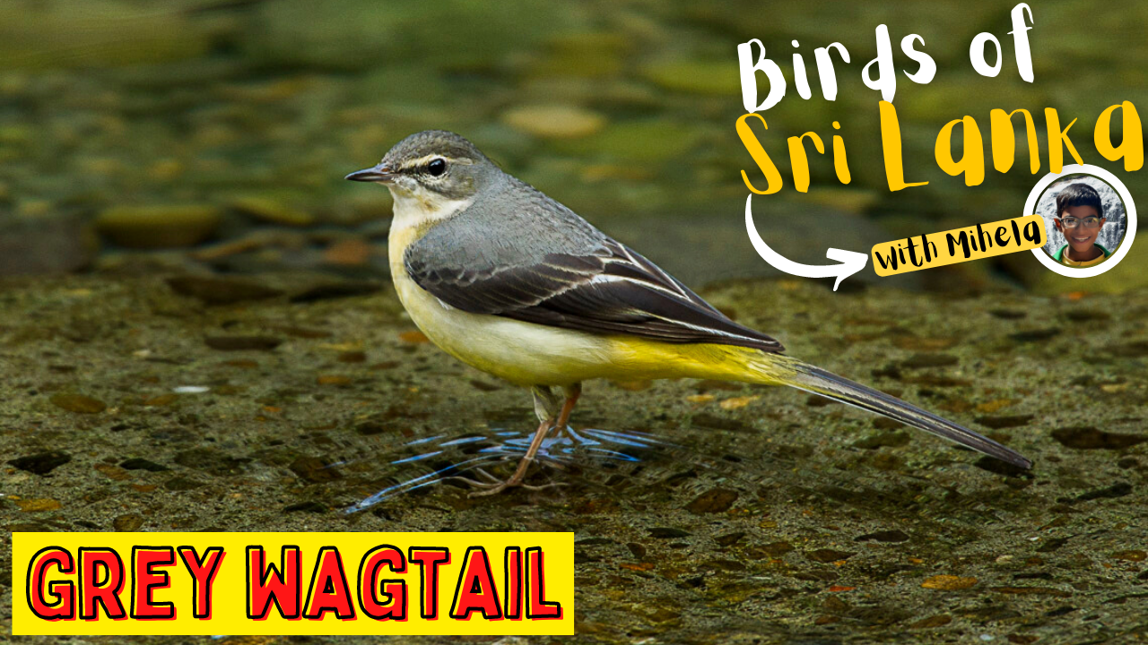 GREY WAGTAIL | අළු හැලපෙන්දා – Birds in Sri Lanka with Mihela and ...