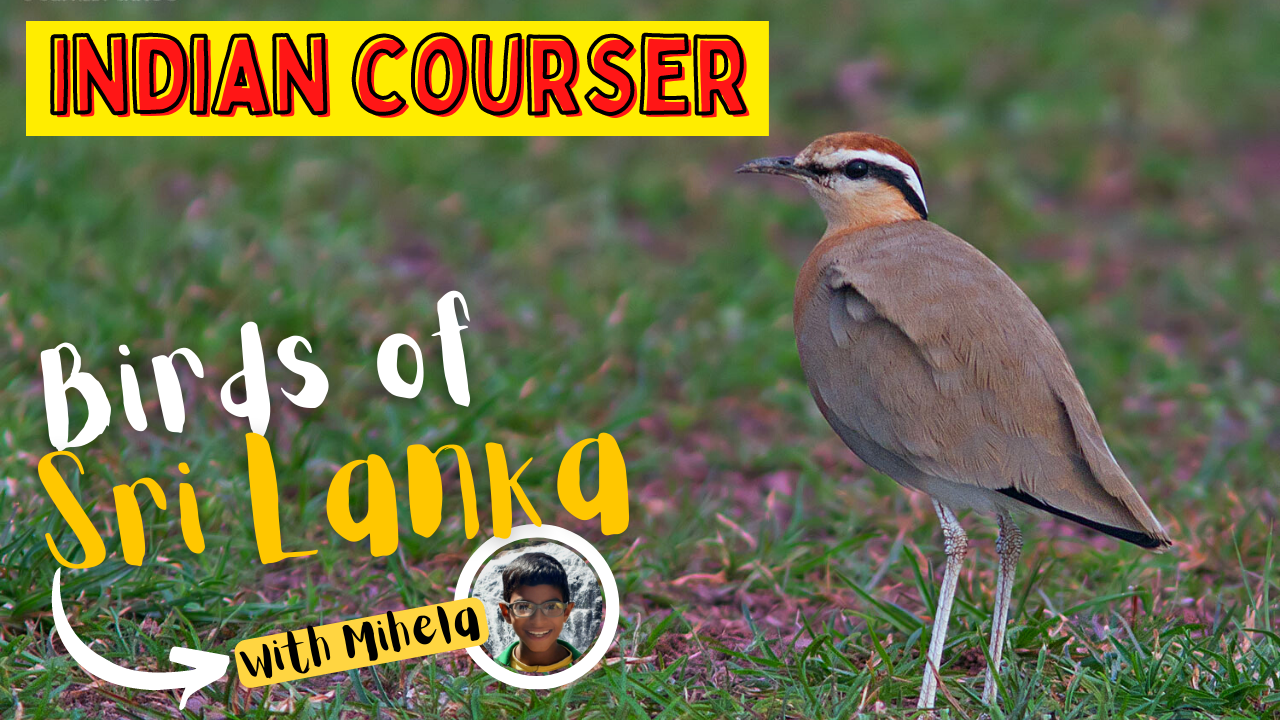 INDIAN COURSER | ඉන්දු ජවලිහිණියා – Birds in Sri Lanka with Mihela and ...
