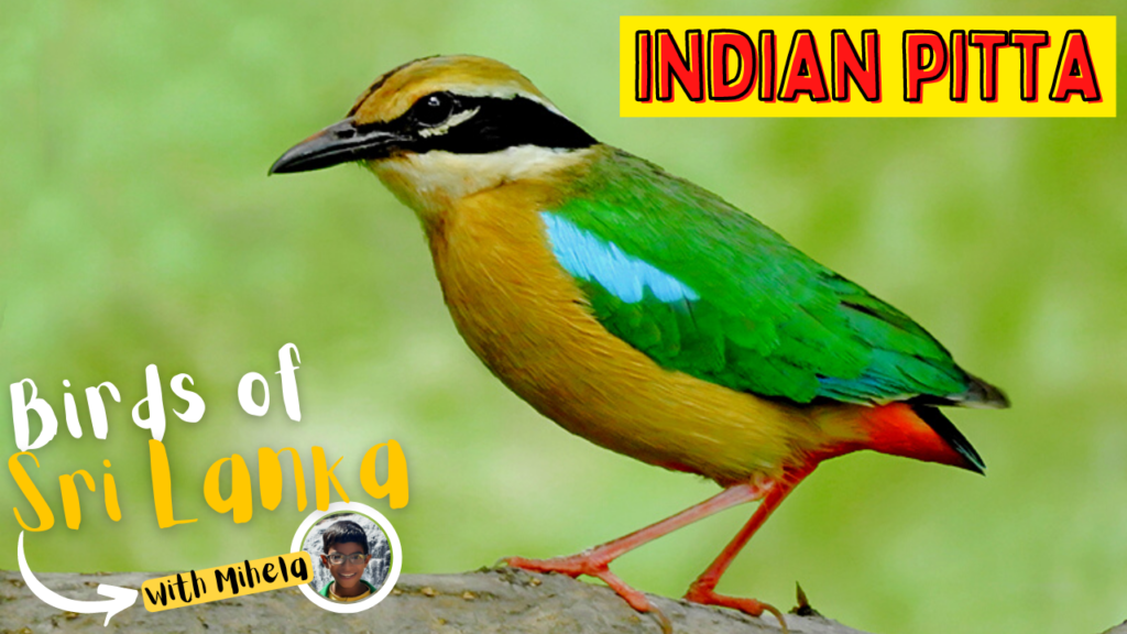 INDIAN PITTA | අවිච්චියා – Birds in Sri Lanka with Mihela and Thinev ...