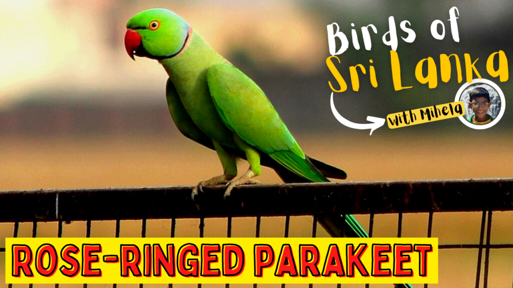 ROSE-RINGED PARAKEET | රෑන ගිරවා | Indian Ring Neck Parrot – Birds in ...