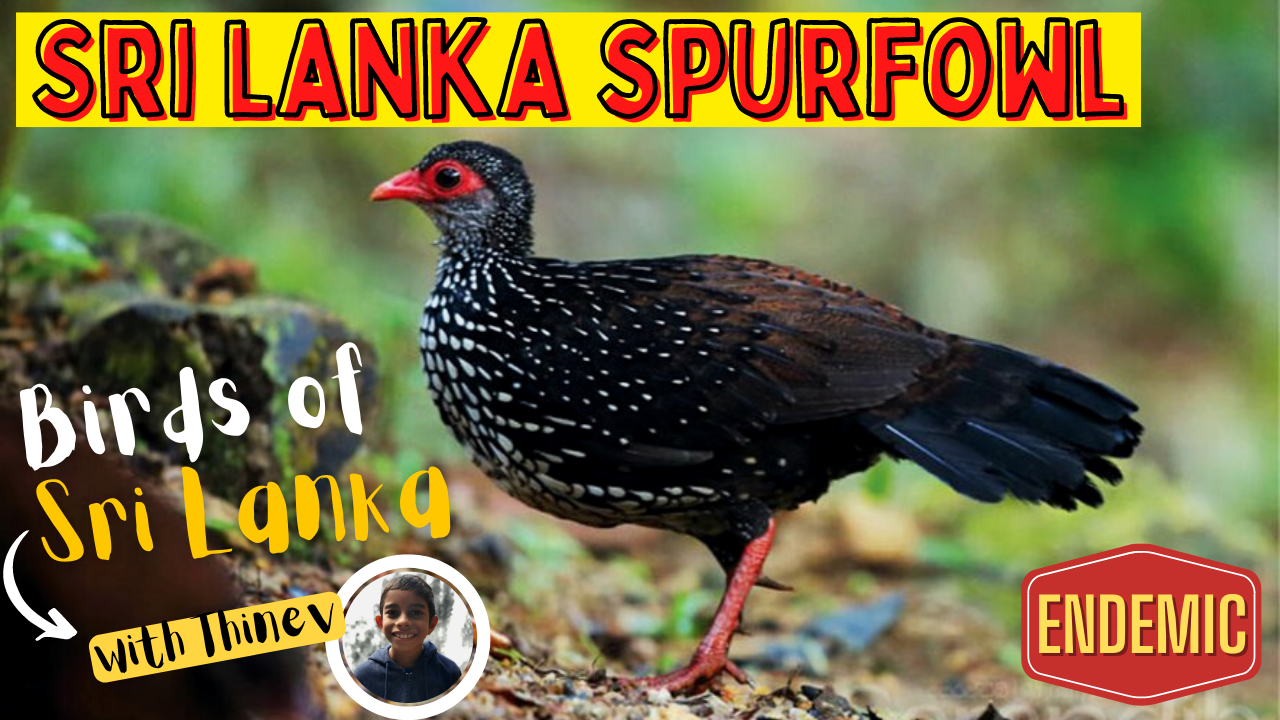 SRI LANKA SPURFOWL | හබන් කුකුළා | Endemic – Birds in Sri Lanka with ...