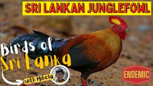 SRI LANKAN JUNGLEFOWL | ශ්‍රි ලංකා වළි කුකුළා | Endemic – Birds in Sri ...