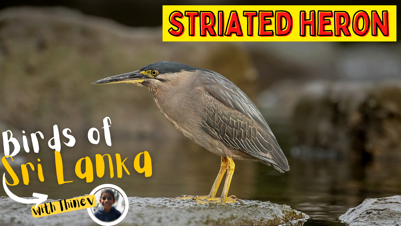 STRIATED HERON | පලා කොකා, කඩොල් කොකා | Green-backed Heron, Mangrove ...