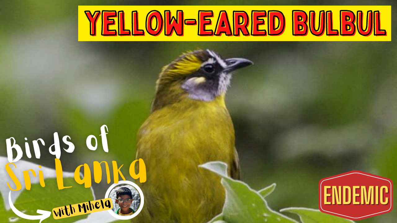 SRI LANKA YELLOW-EARED BULBUL | ශ්‍රි ලංකා කහකන් කොණ්ඩයා | Endemic ...