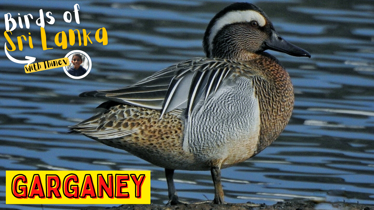 GARGANEY | ගාගනි සේරුවා, ගාගනි පත් තුඩුවා – Birds in Sri Lanka with ...