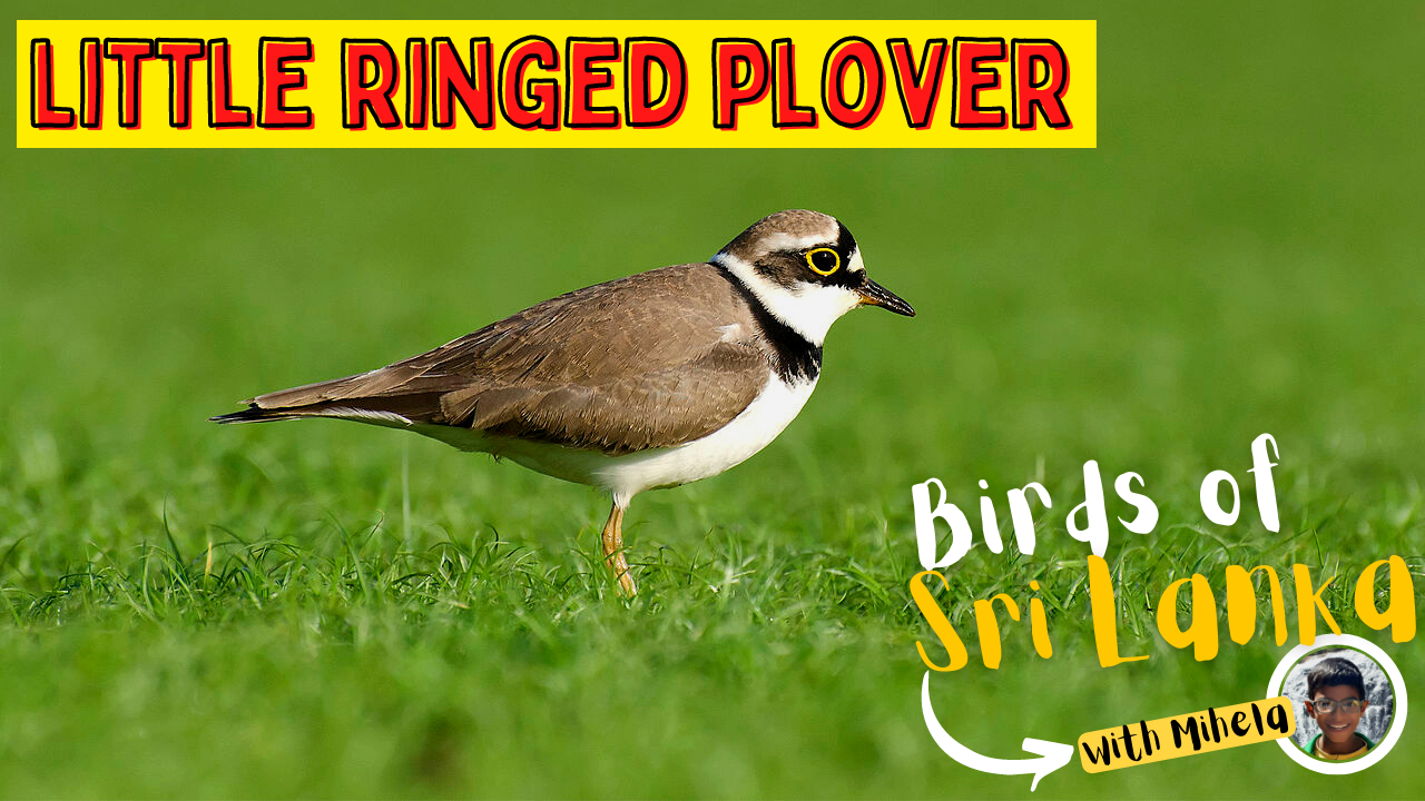 LITTLE RINGED PLOVER | පුංචි මාල ඔලෙවියා – Birds in Sri Lanka with ...