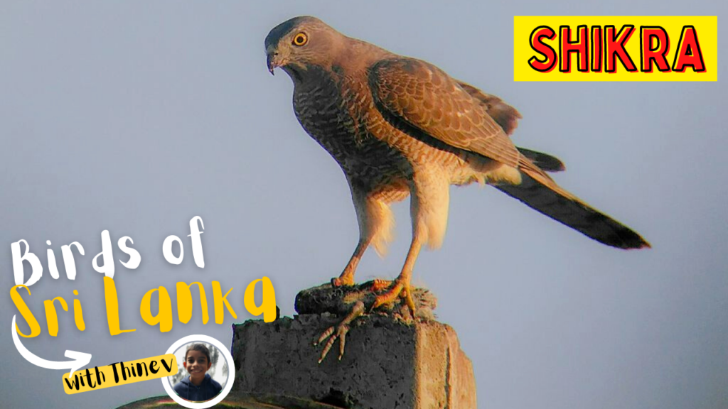 SHIKRA | කුරුලුගොයා | Little Banded Goshawk – Birds in Sri Lanka with Mihela and Thinev ...