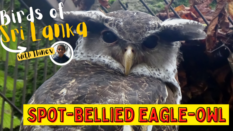 SPOT-BELLIED EAGLE-OWL | උලමා, උකුසු බකමූණා | Devil Bird, Bird of Death ...