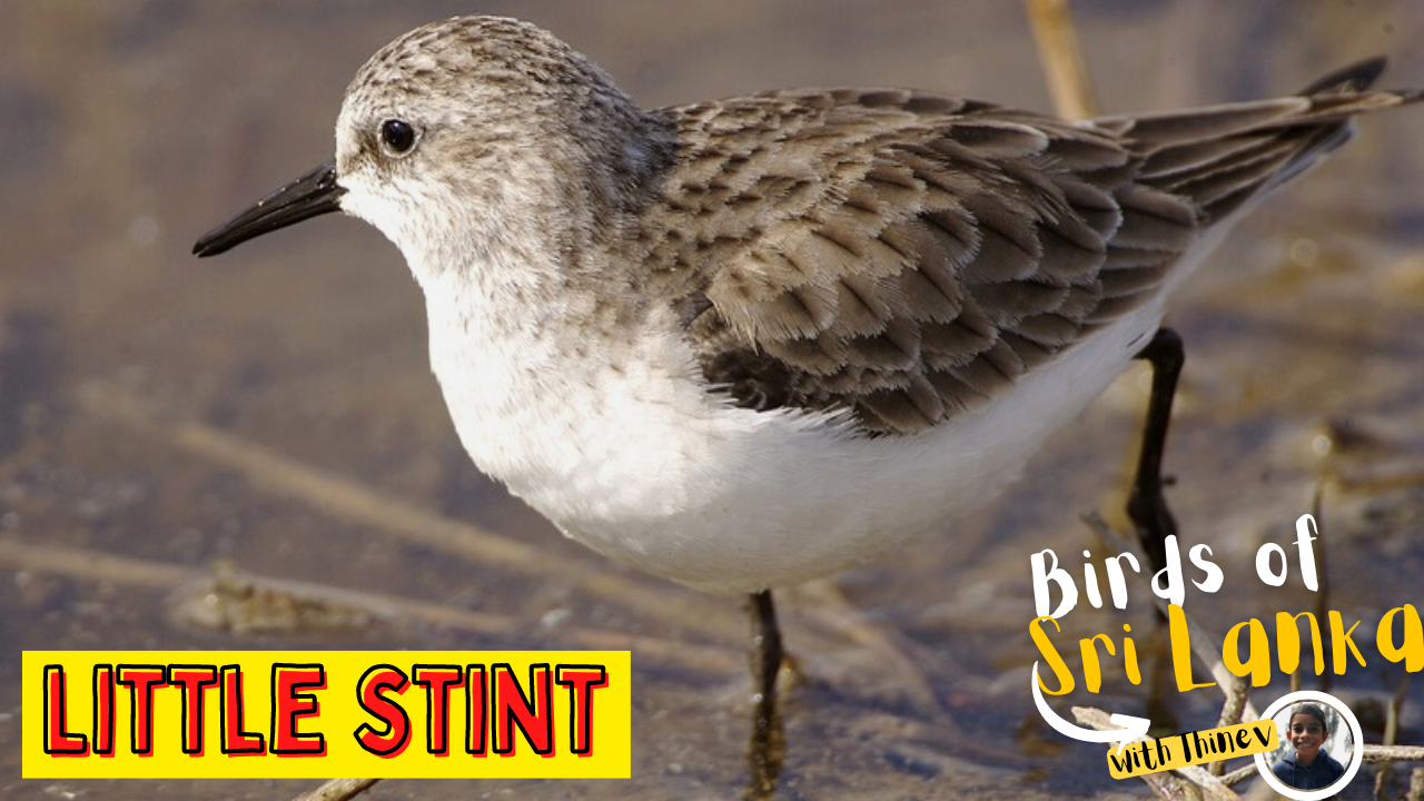LITTLE STINT | පුංචි හින්නා – Birds in Sri Lanka with Mihela and Thinev ...