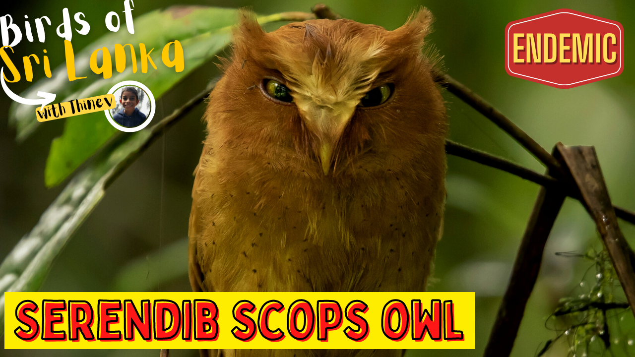 SERENDIB SCOPS OWL | පඬුවන් කන්බස්සා | Endemic – Birds in Sri Lanka with Mihela and Thinev ...
