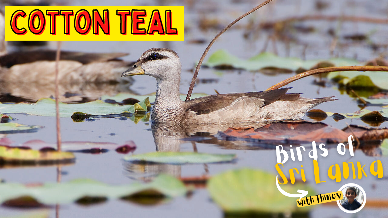 COTTON TEAL | මල් සේරුවා | COTTON PYGMY GOOSE – Birds in Sri Lanka with ...