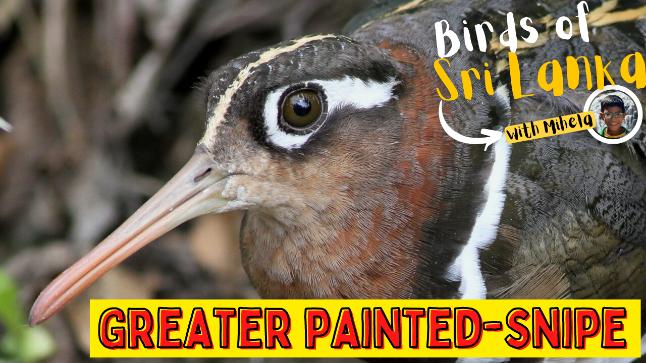 GREATER PAINTED-SNIPE | රජ උලු-කැස්වටුවා – Birds in Sri Lanka with ...