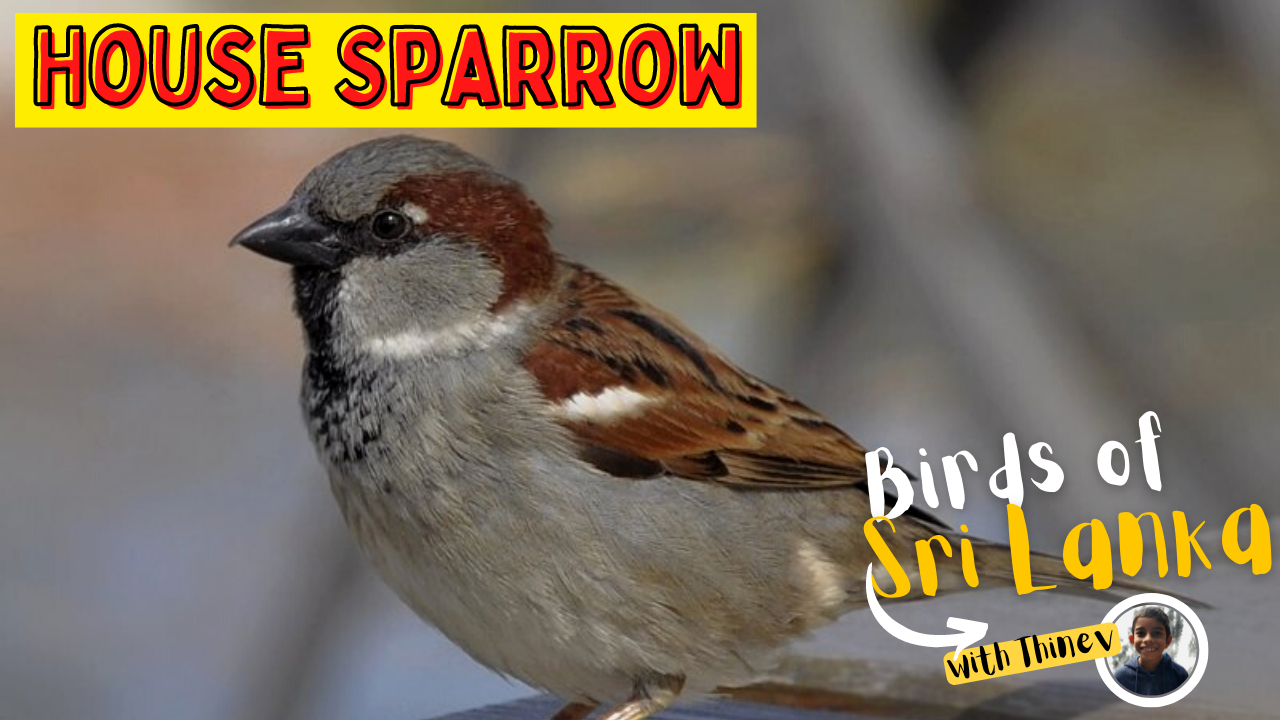 HOUSE SPARROW | ගේකුරුල්ලා – Birds in Sri Lanka with Mihela and Thinev ...